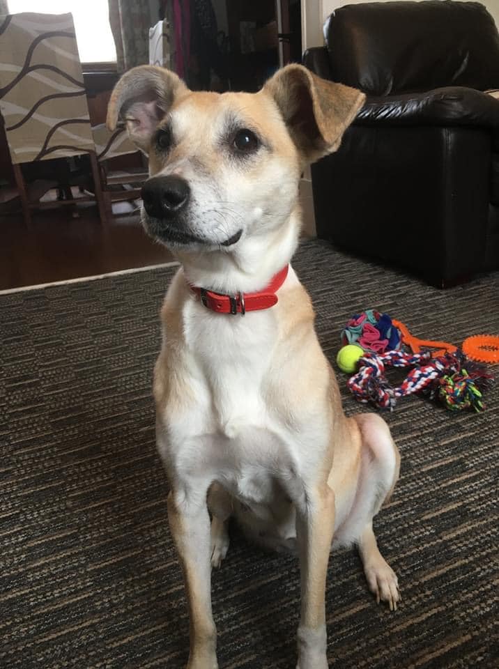 Sadies Guardian Scheme - Sadies Dog Rescue