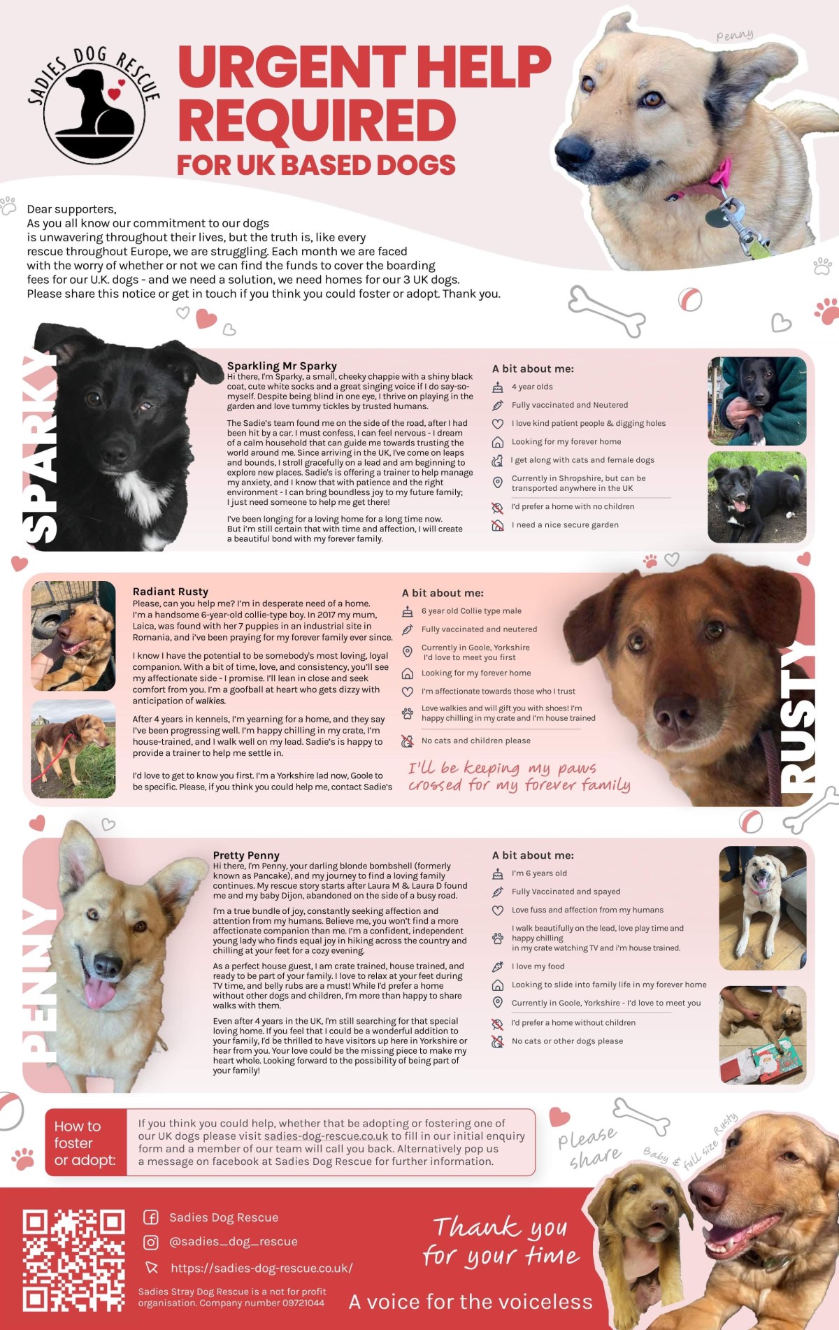 Our Homeless U.K. Dogs - Sadies Dog Rescue