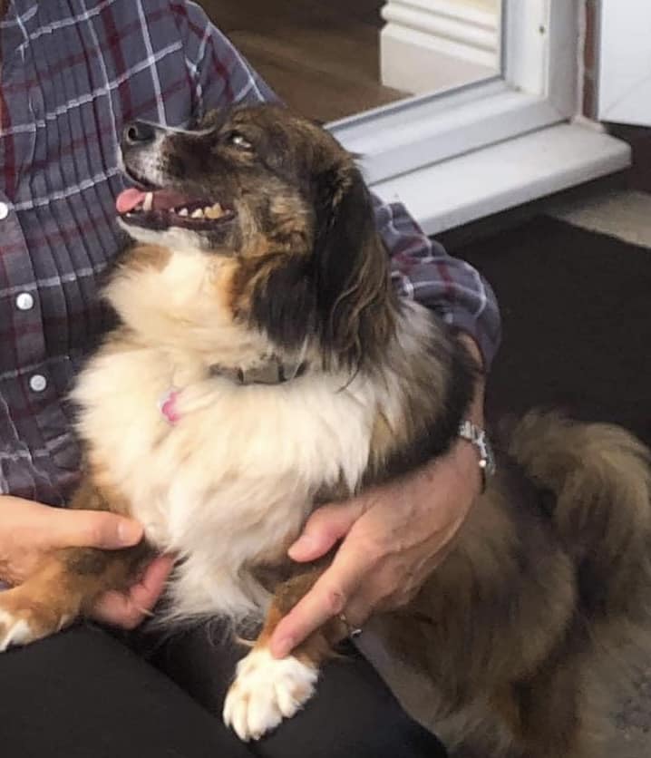 Our Dogs Needing Homes - Sadies Dog Rescue